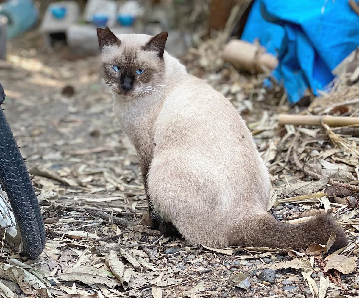 【クラウドファンディング】 エイズキャリア猫たちのために。 つむりん建設ご協力のお願い