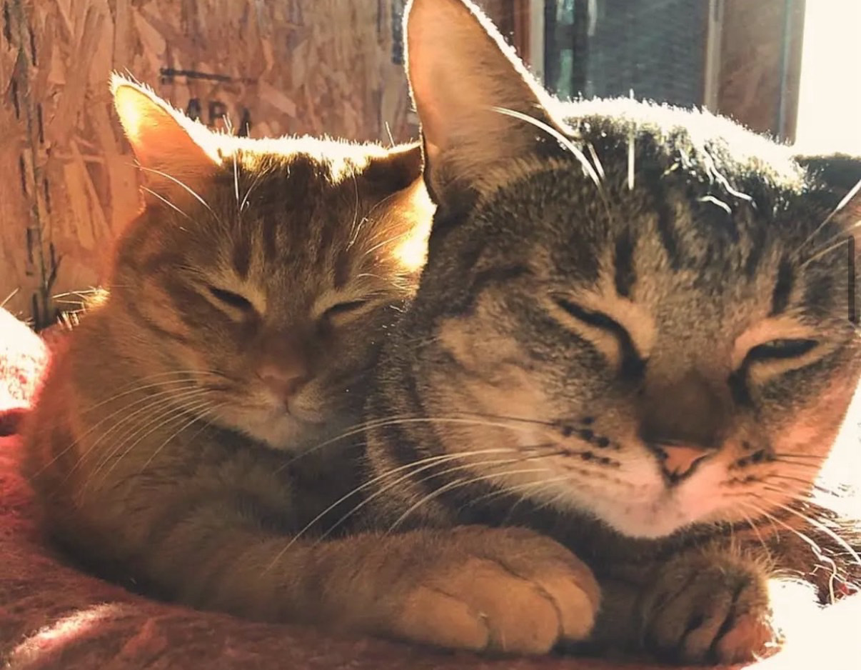 【クラウドファンディング】 猫庭の10年が、猫の“命の50年”。 猫庭ご隠居部屋ご協力のお願い