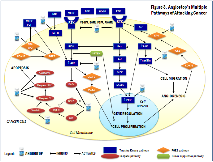 CHI Health Newsletter Archive - Angiostop Found to Inhibit VEGFR, FGFR ...